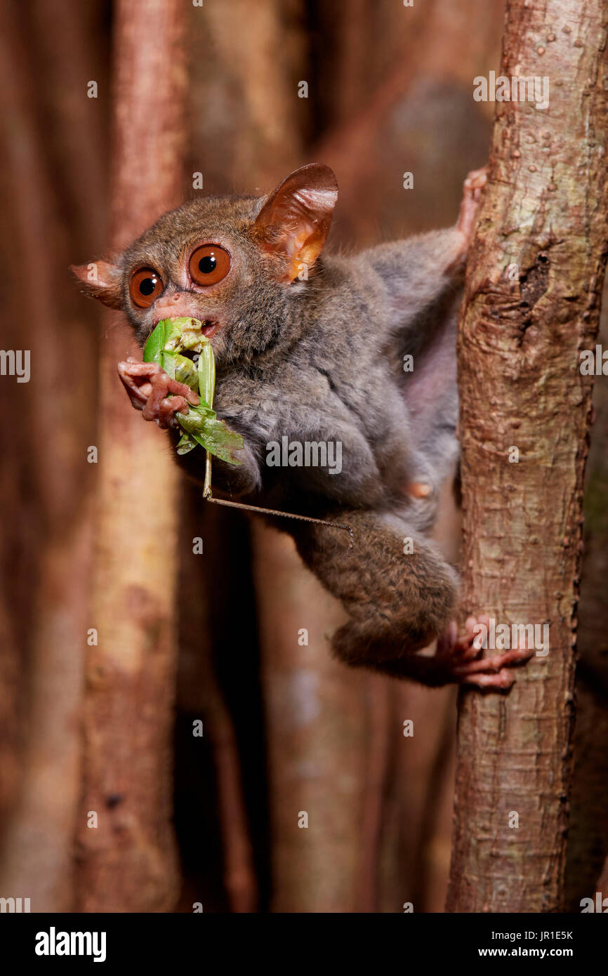 Tarsier Eating