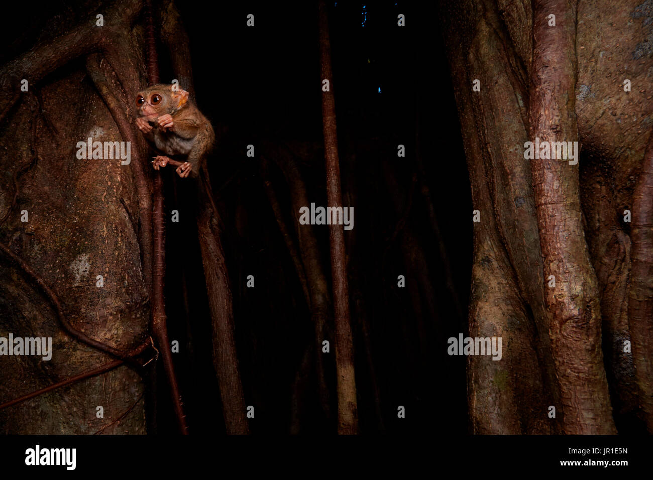 Spectral Tarsier (Tarsius tarsier) jumping from a Fig tree (Ficus ...
