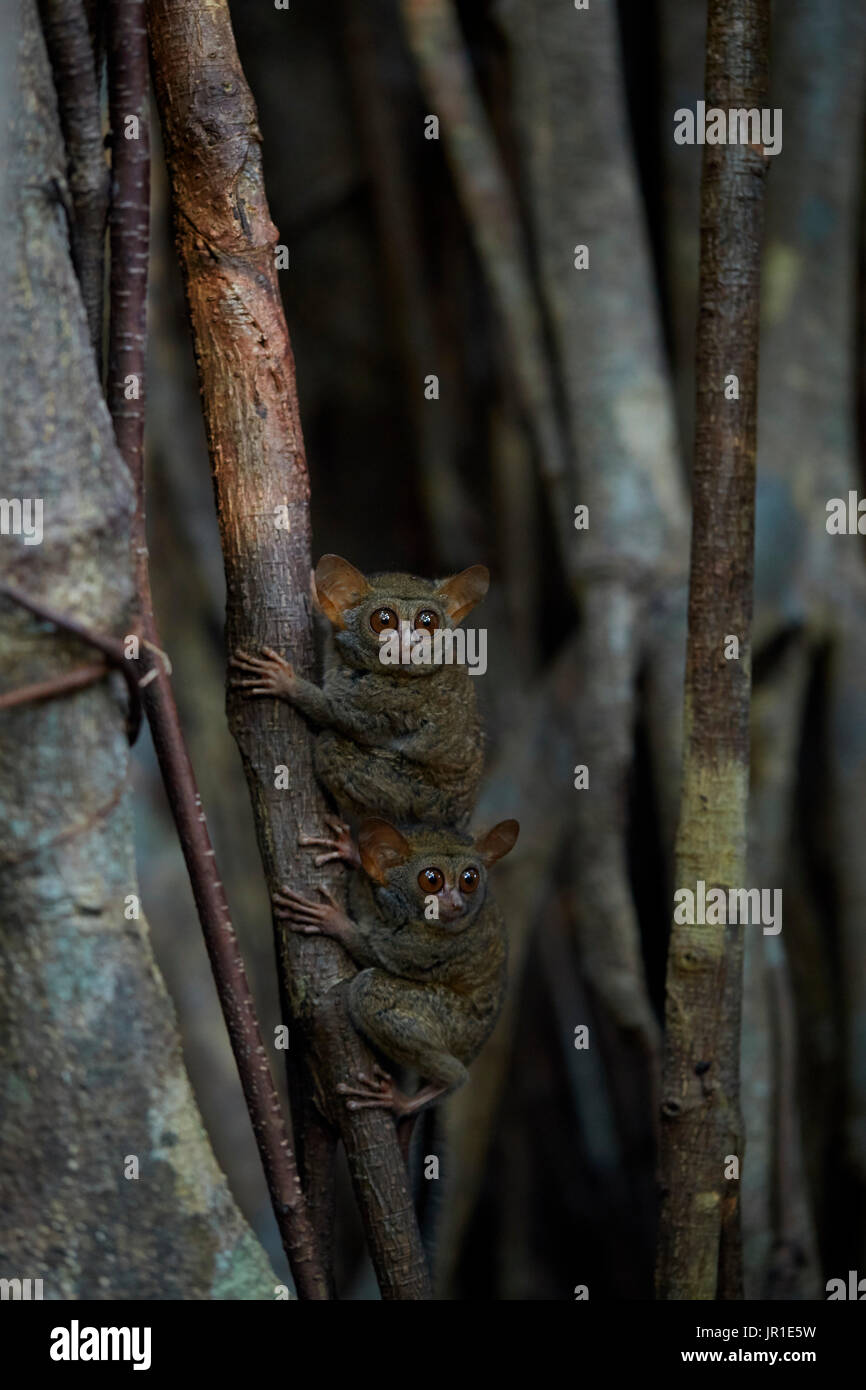 Spectral Tarsiers (Tarsius tarsier) on Fig tree (Ficus) Tangkoko ...