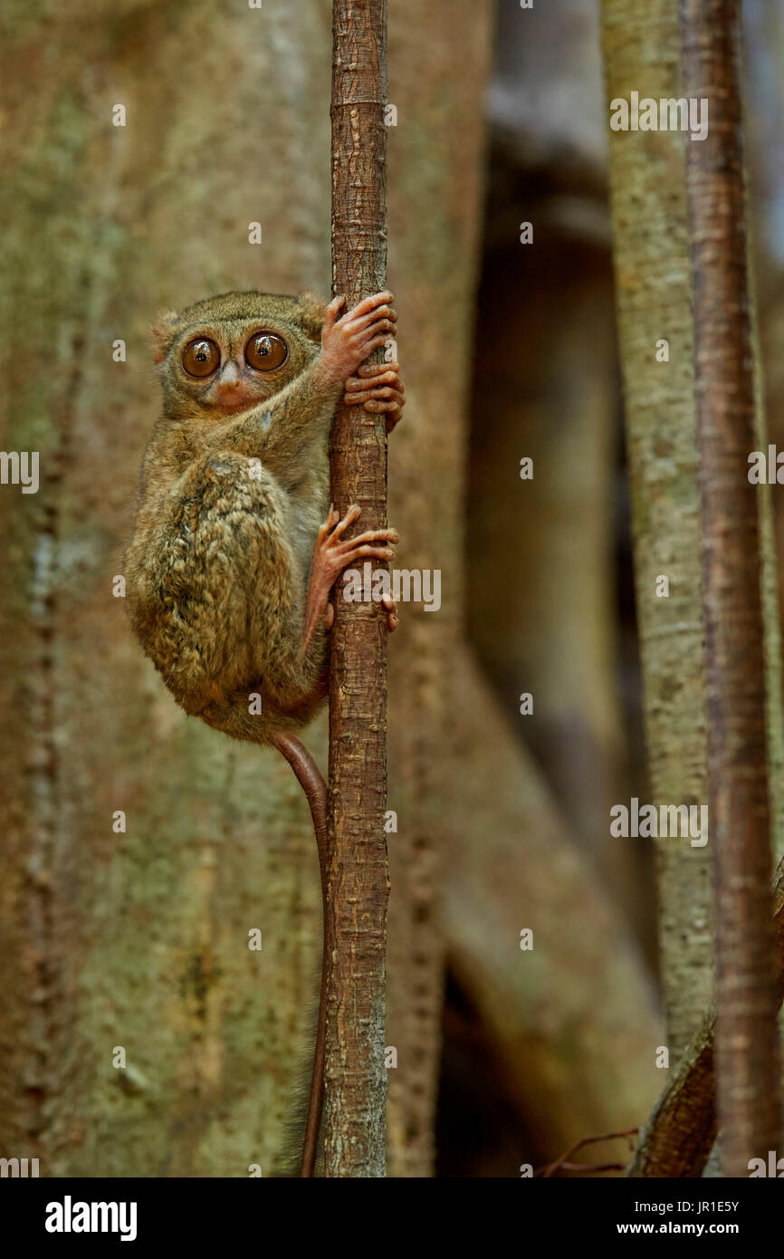 Spectral Tarsier (Tarsius tarsier) on Fig tree (Ficus) Tangkoko ...