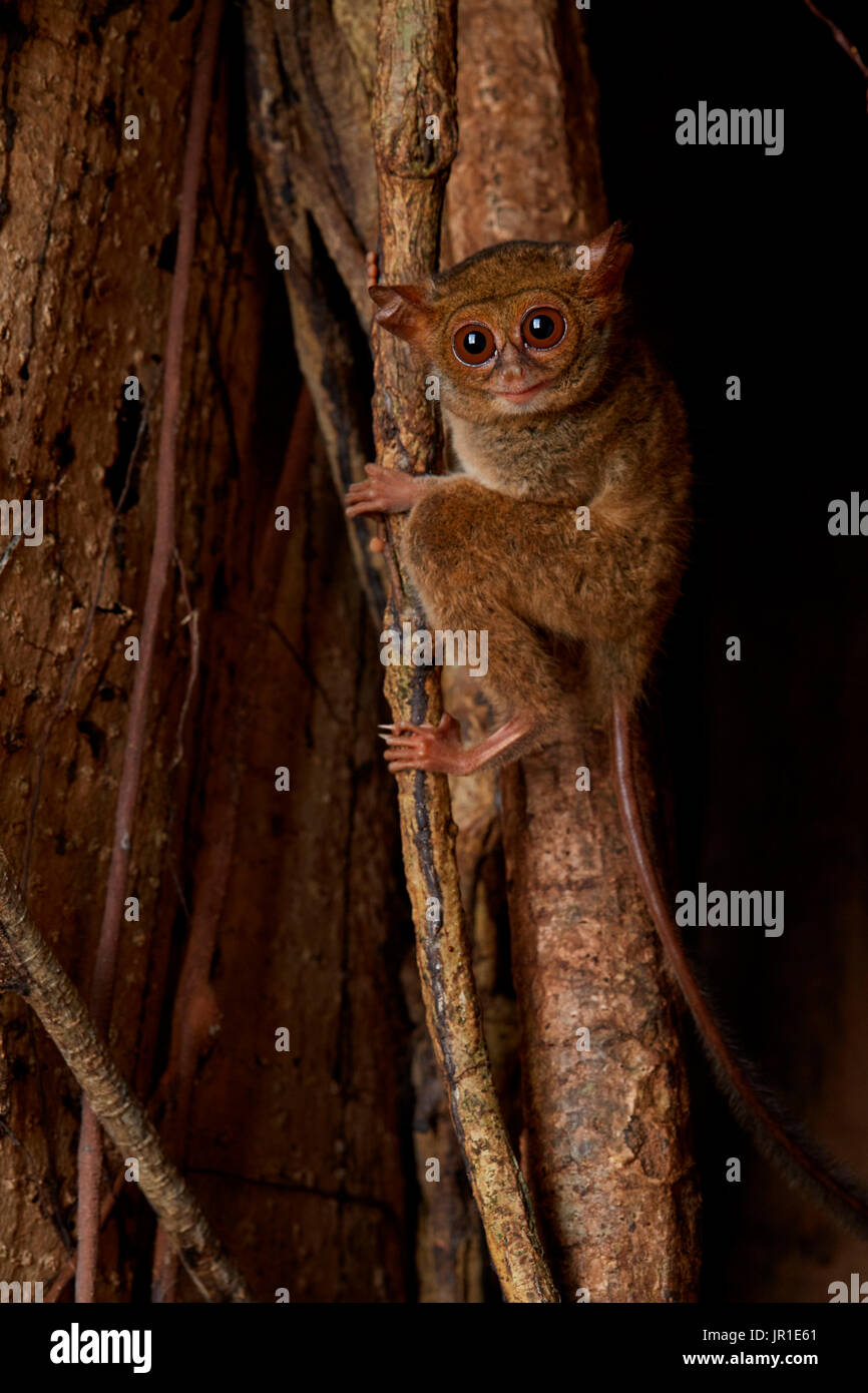 Spectral Tarsier (Tarsius tarsier) on Fig tree (Ficus) Tangkoko ...