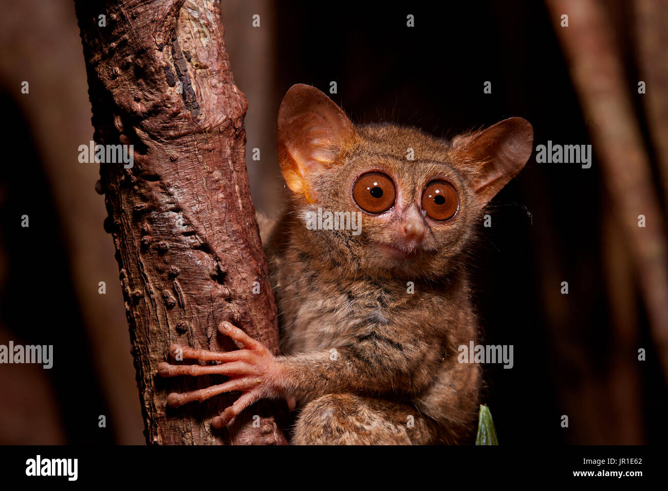 Portrait of Spectral Tarsier (Tarsius tarsier) on Fig tree (Ficus ...