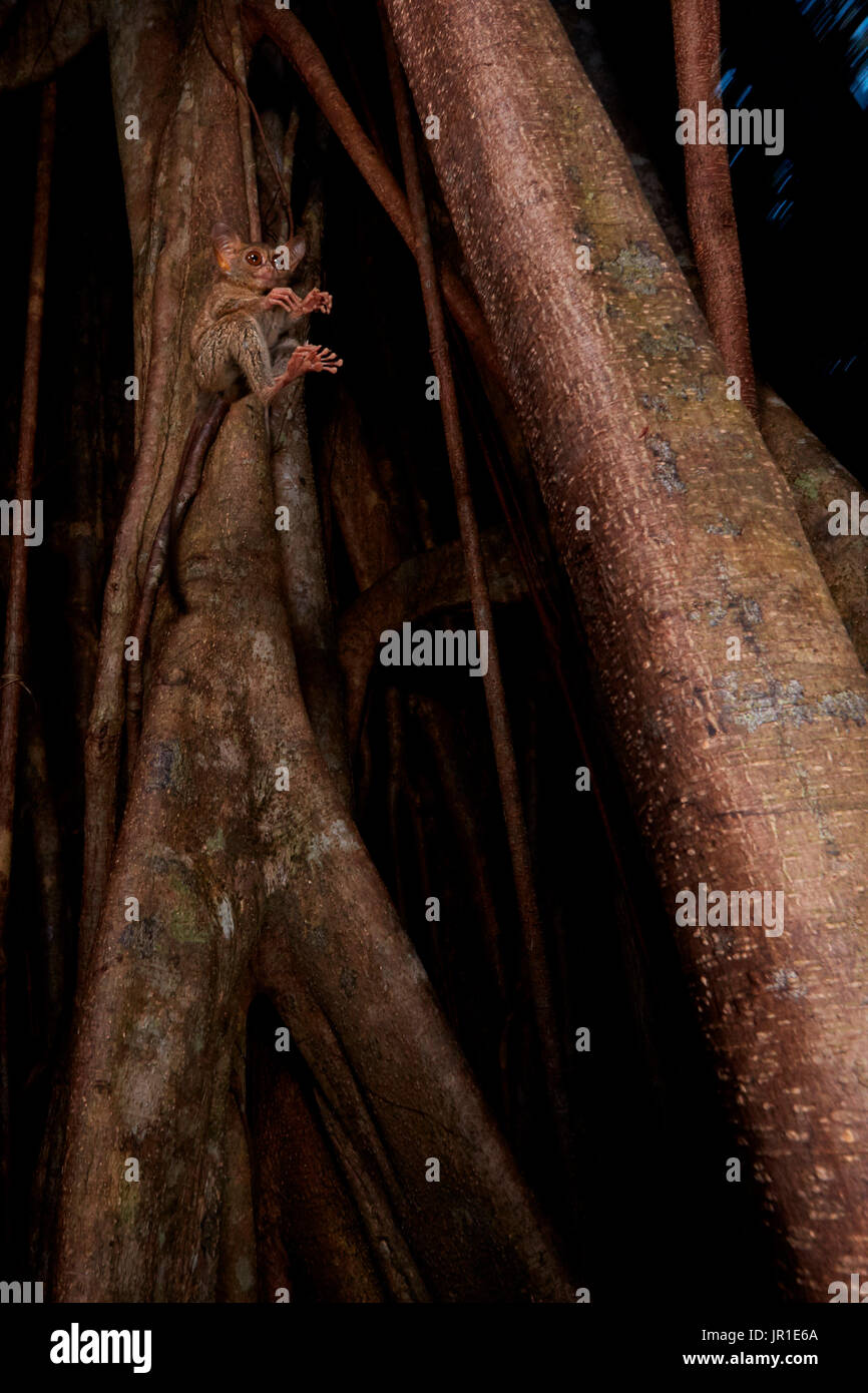 Spectral Tarsier (Tarsius tarsier) jumping from a Fig tree (Ficus ...