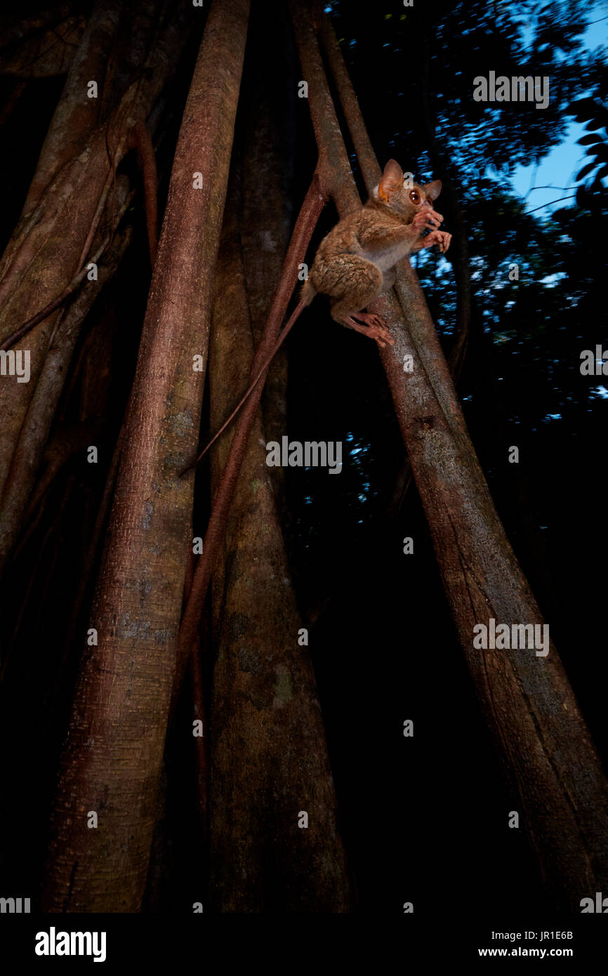 Spectral Tarsier (Tarsius tarsier) jumping from a Fig tree (Ficus ...