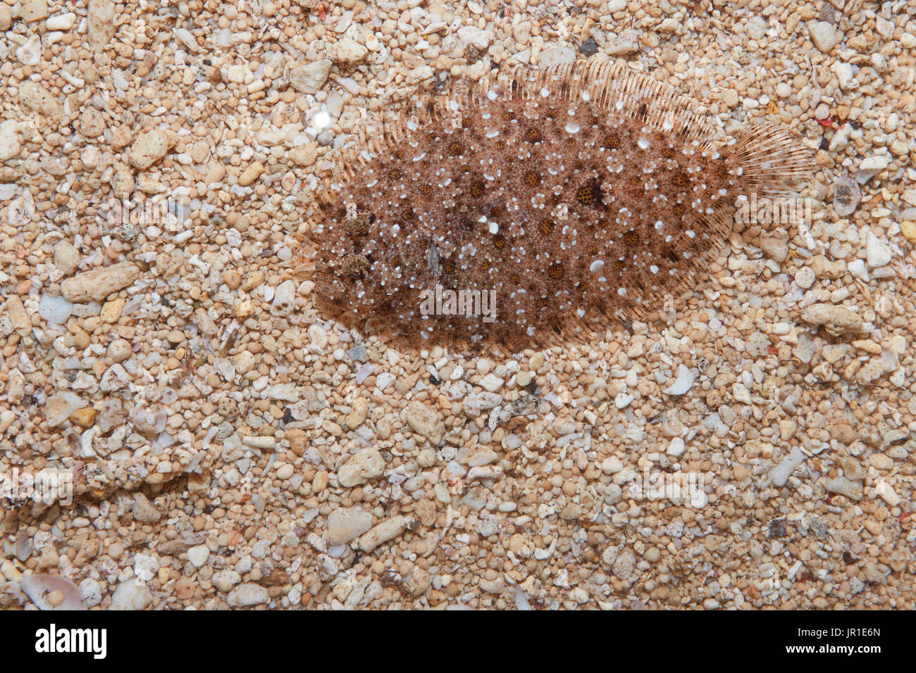 Largetooth flounder (Pseudorhombus arsius), Bunaken Island, Sulawesi ...
