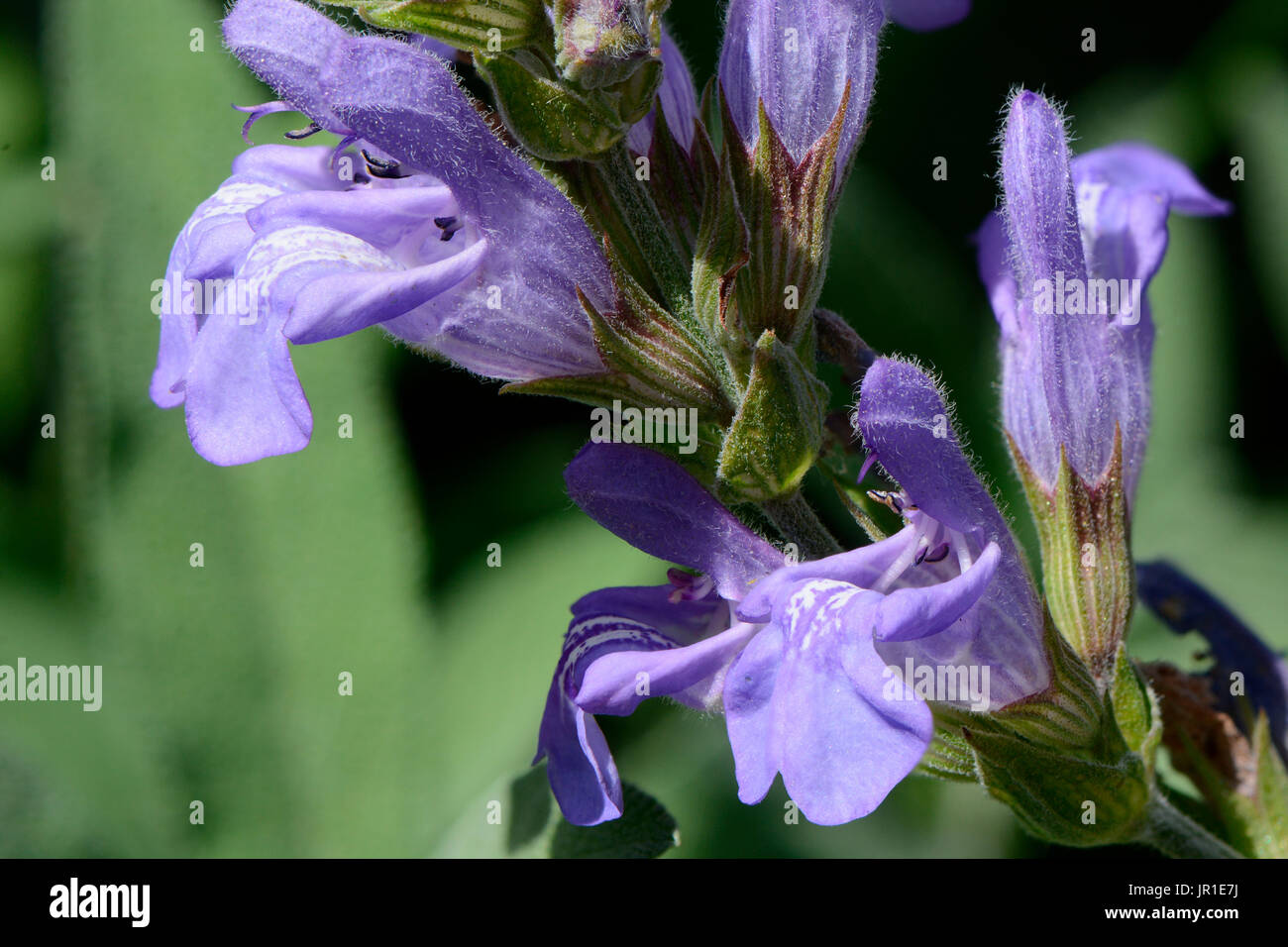 Sage (Salvia sp) flowers, Ardeche, France Stock Photo - Alamy