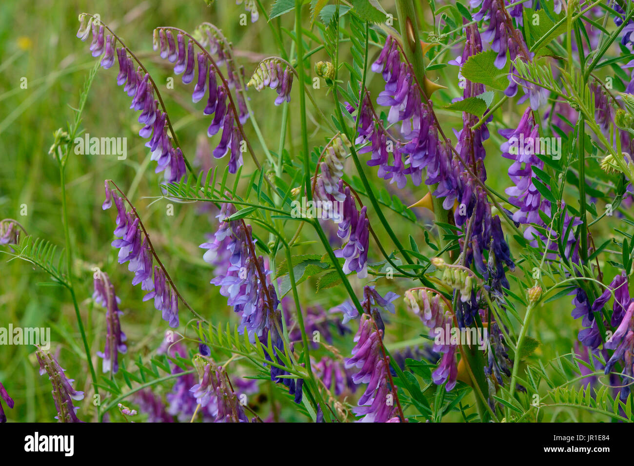 Gesse (Lathyrus sp) flowers, Ardeche, France Stock Photo - Alamy
