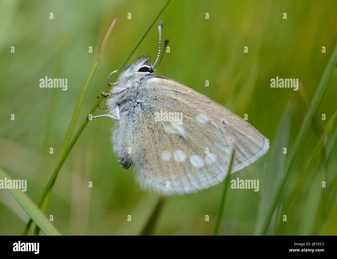 Argus Range High Resolution Stock Photography and Images - Alamy