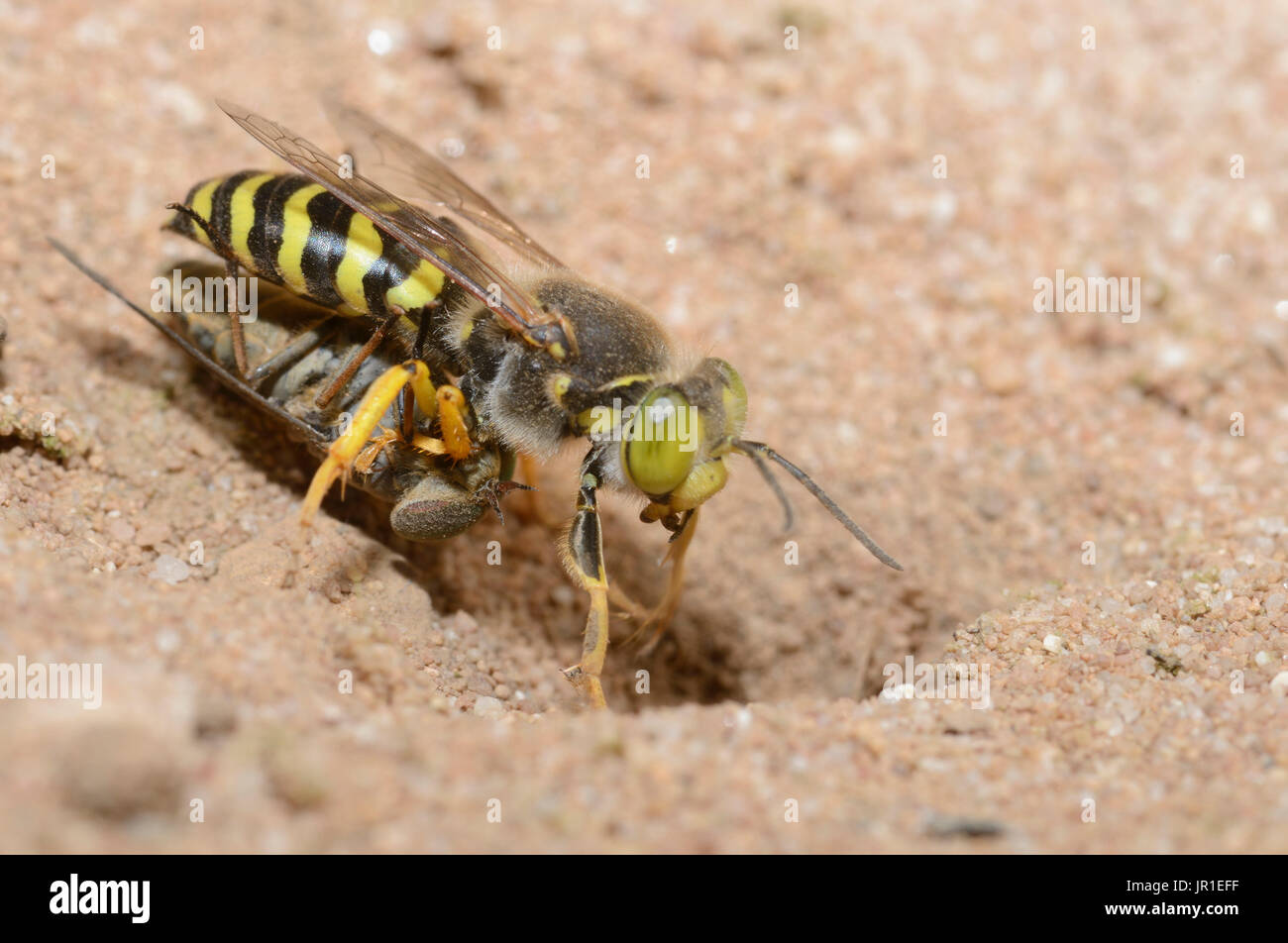 Sand wasp (Bembix rostrata) female entering its gallery with its prey ...