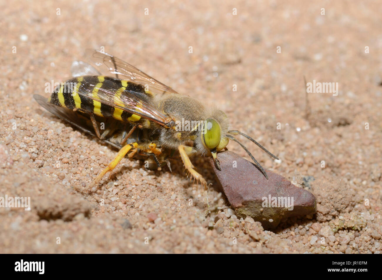 Sand wasp (Bembix rostrata) female removing a pebble in front of its ...