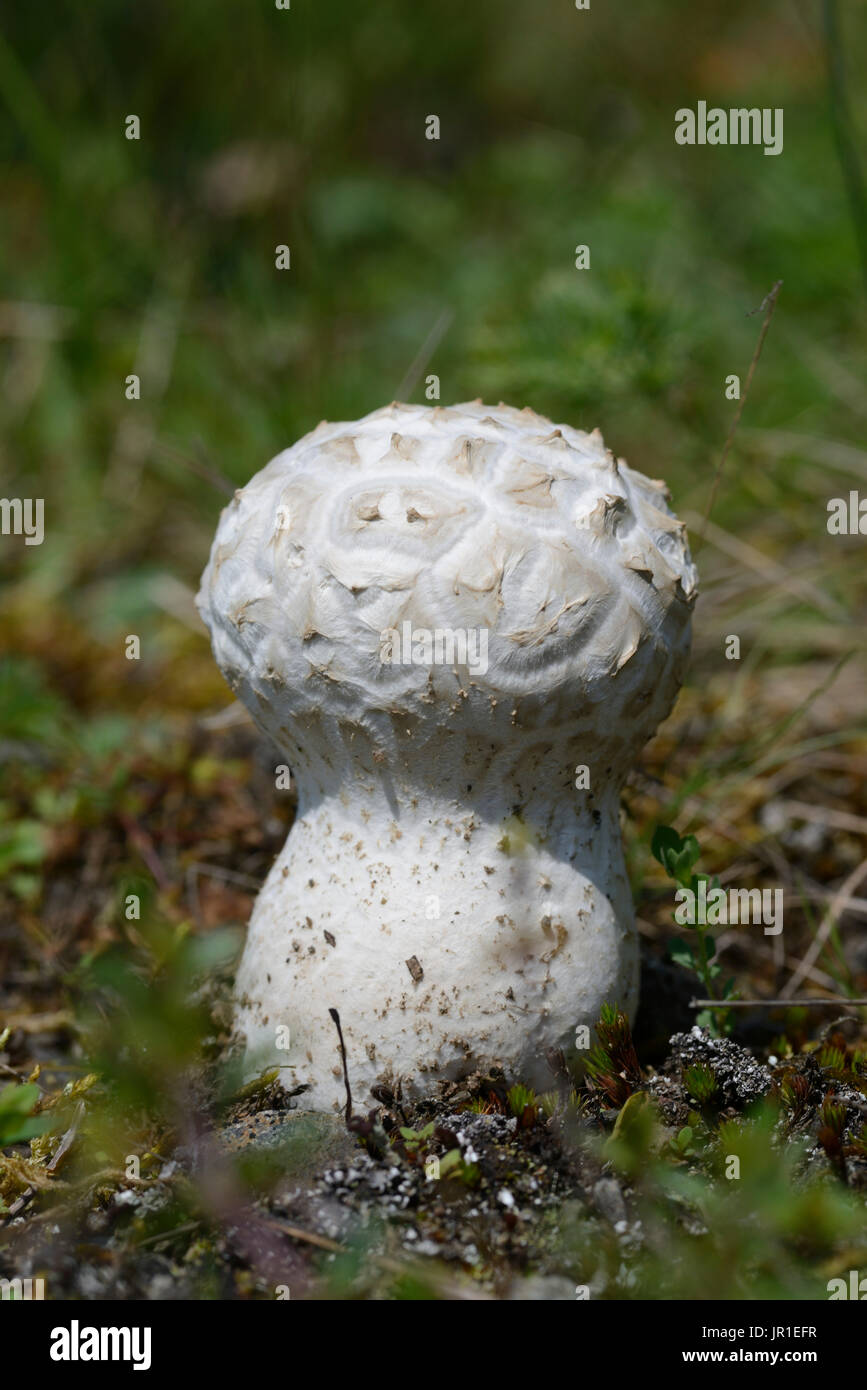 Mosaic Puffball (Calvatia utriformis), Regional park of the Vosges du ...