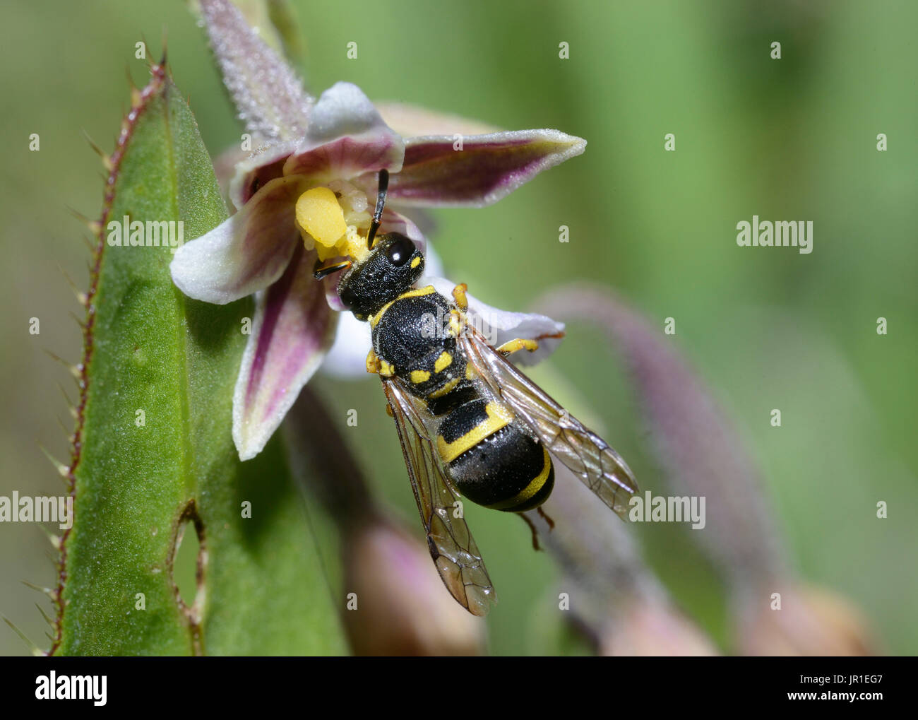 Ornate Tailed Digger Wasp (Cerceris rybyensis) female on Marsh ...