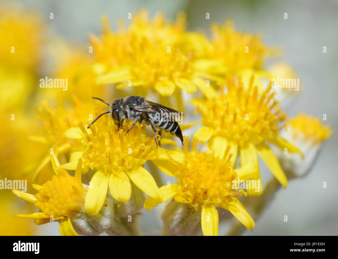 Leaf-cutting Cuckoo bee (Coelioxys echinata) female on flower, bee ...