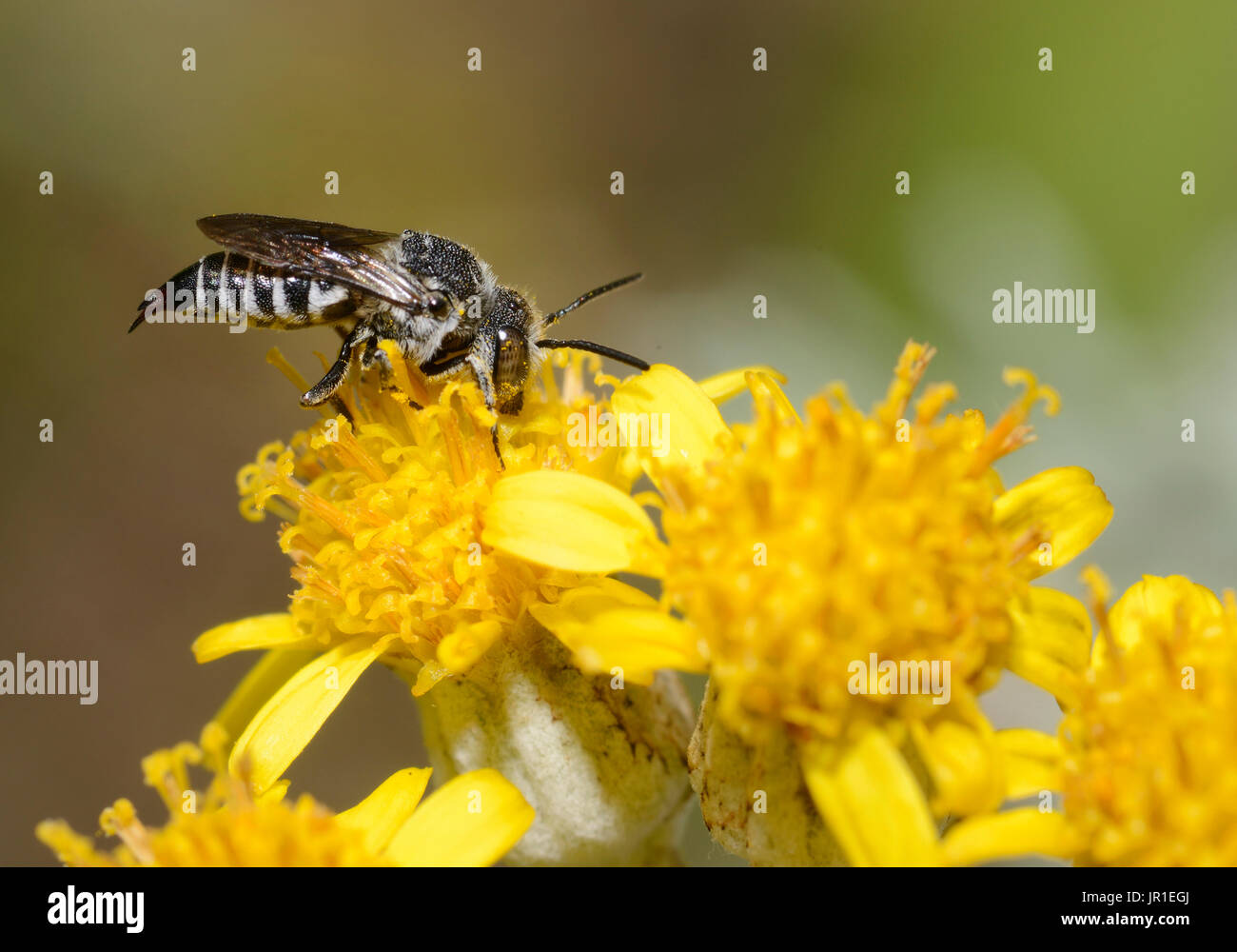Leaf-cutting Cuckoo bee (Coelioxys echinata) female on flower, bee ...