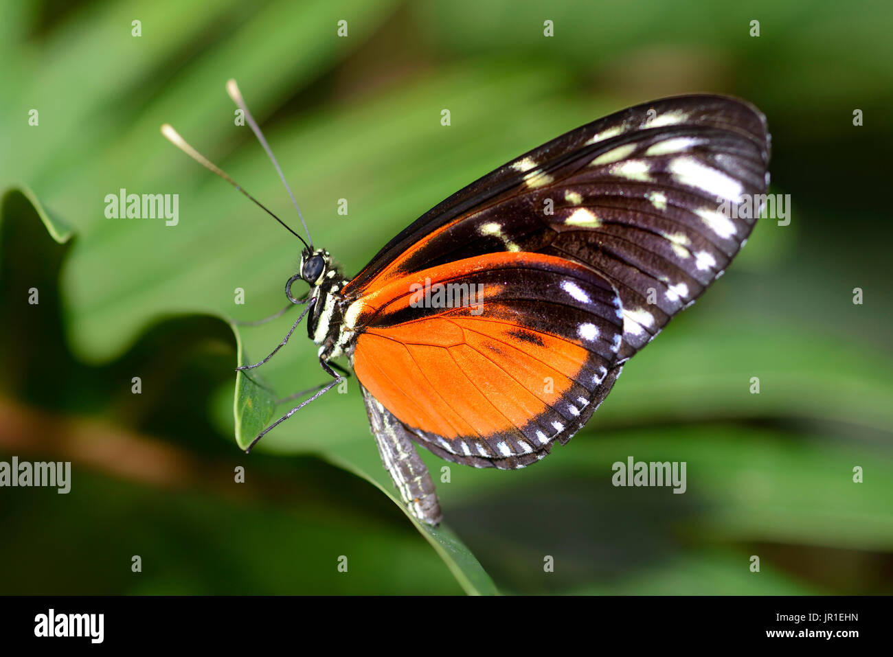 Tiger Longwing (Heliconius hecale), native to Costa Rica in a butterfly ...