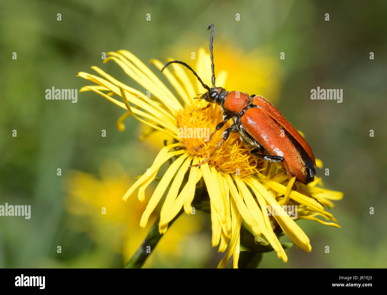 Red Longhorn Beetle (Leptura rubra) female on flower, Regional natural ...