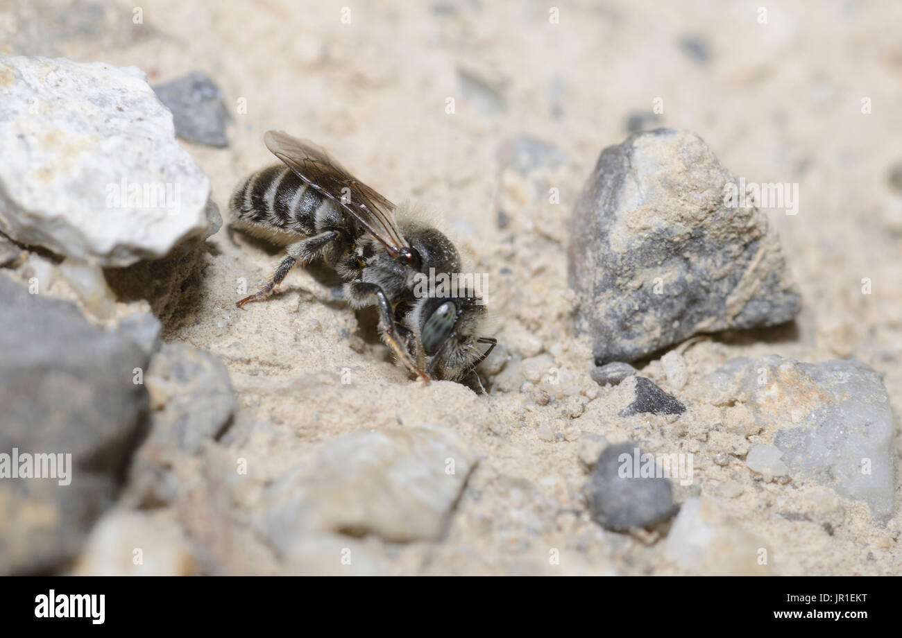 Mortar Bee Stock Photos & Mortar Bee Stock Images - Alamy