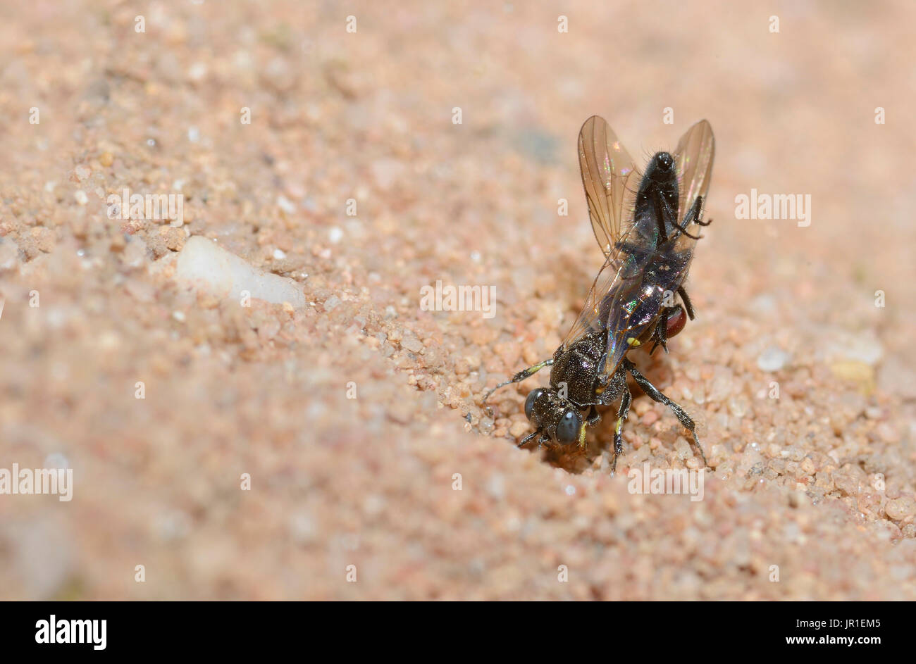 Digger wasp (Oxybelus bipunctatus) female bringing a fly in her gallery ...