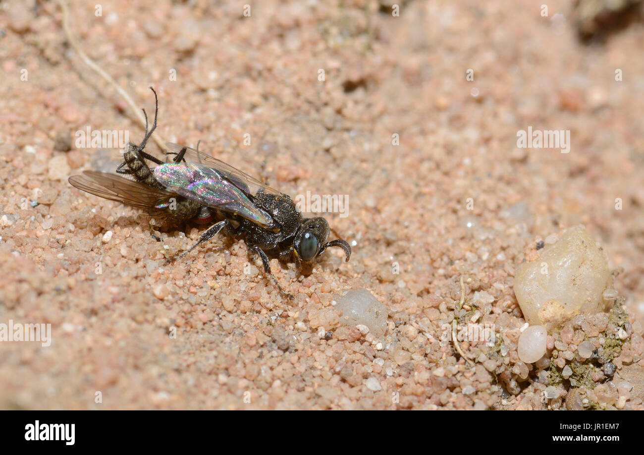 Digger wasp (Oxybelus bipunctatus) female bringing a fly in her gallery ...