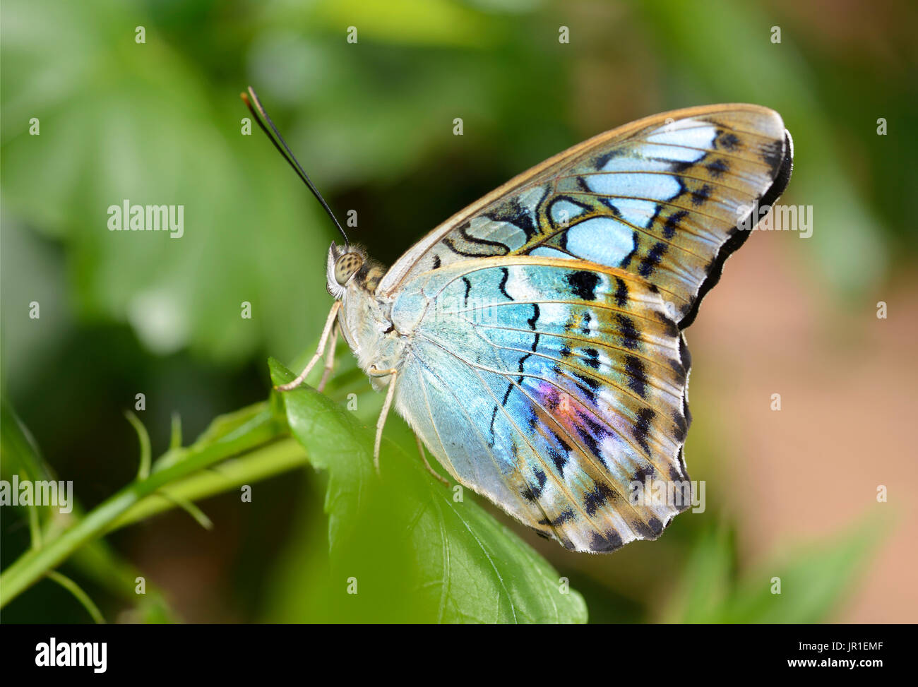 Clipper (Parthenos sylvia) on firejille in butterfly greenhouse ...