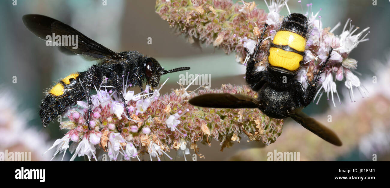 Scolia Hirta Stock Photos & Scolia Hirta Stock Images - Alamy