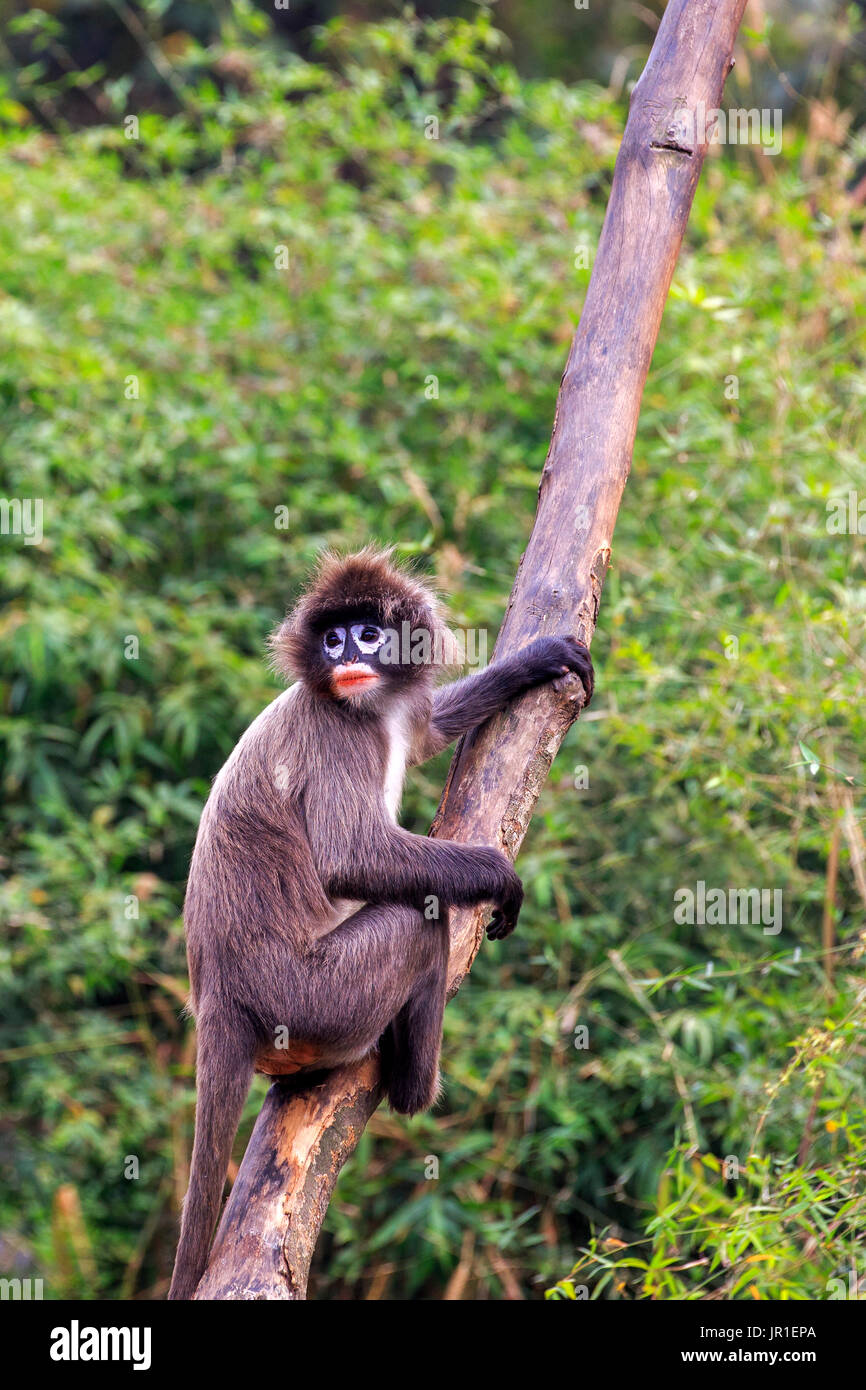 Phayre's leaf monkey or Phayre's langur (Trachypithecus phayrei) on a ...