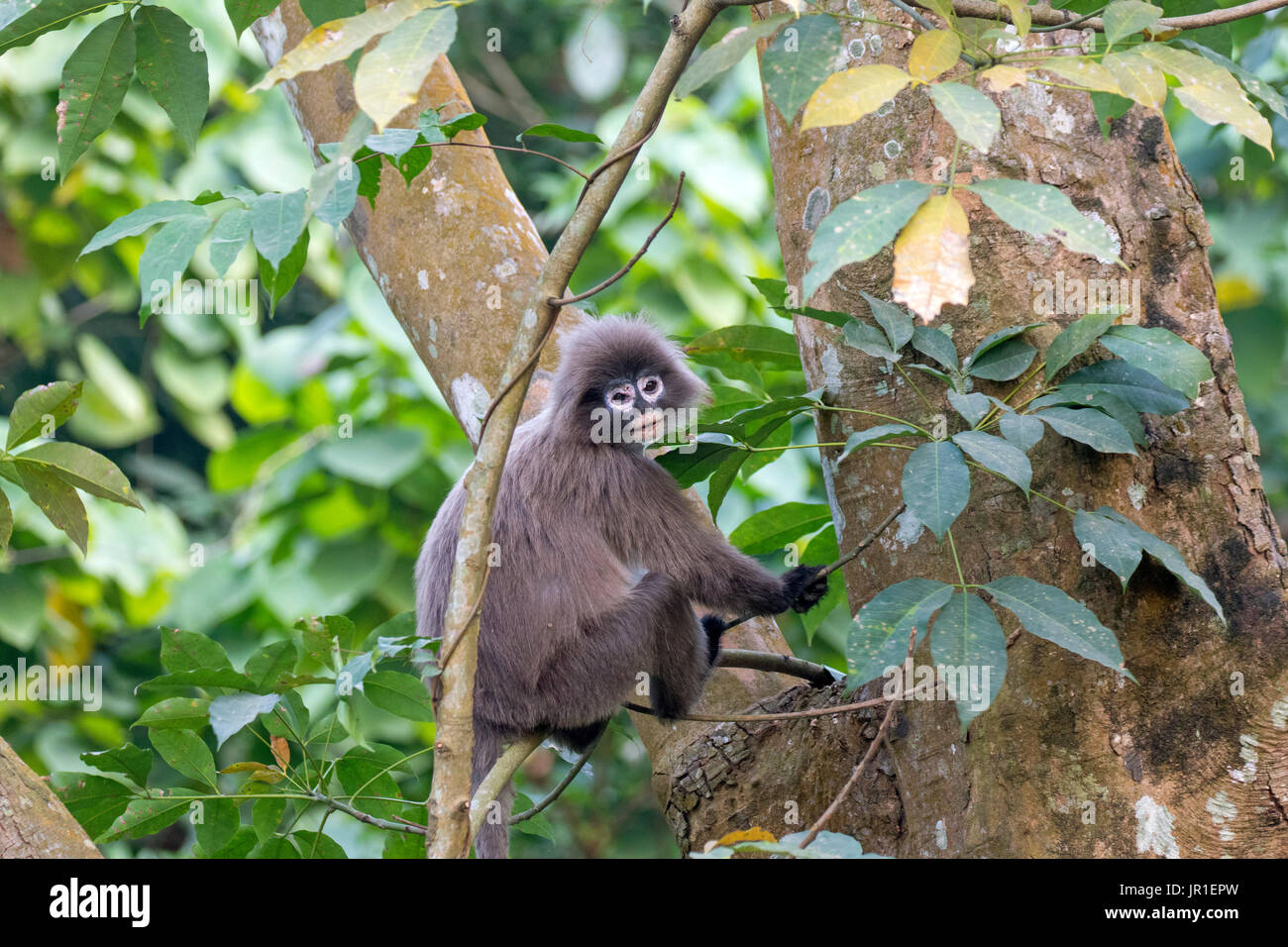 Phayre's leaf monkey or Phayre's langur (Trachypithecus phayrei) in a ...
