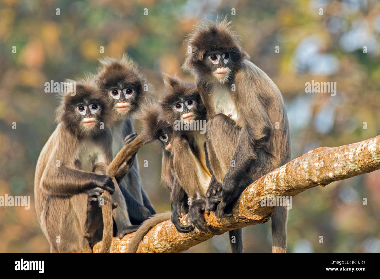 Phayre's leaf monkey or Phayre's langur (Trachypithecus phayrei) group ...
