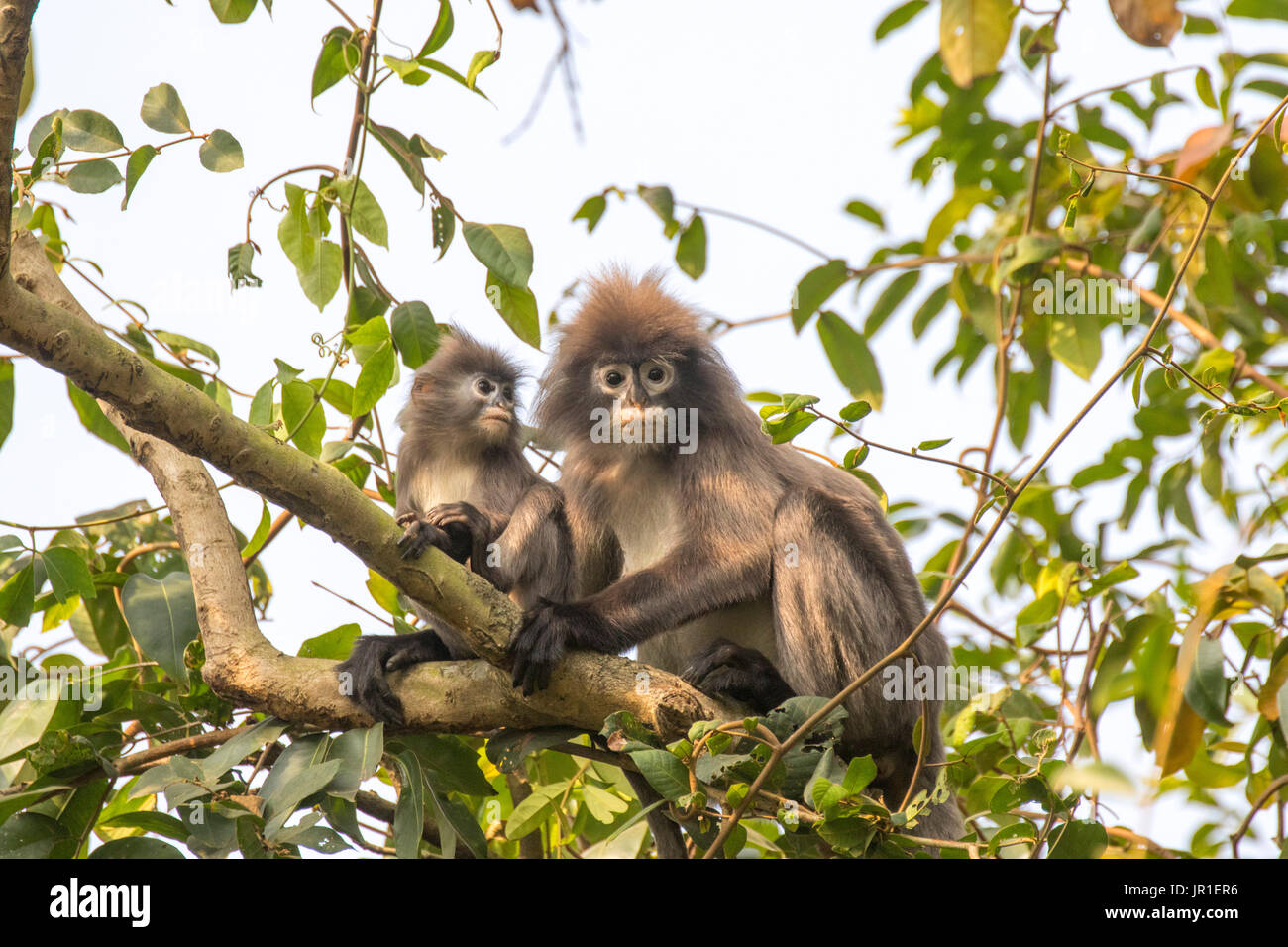 Phayre's leaf monkey or Phayre's langur (Trachypithecus phayrei) and ...