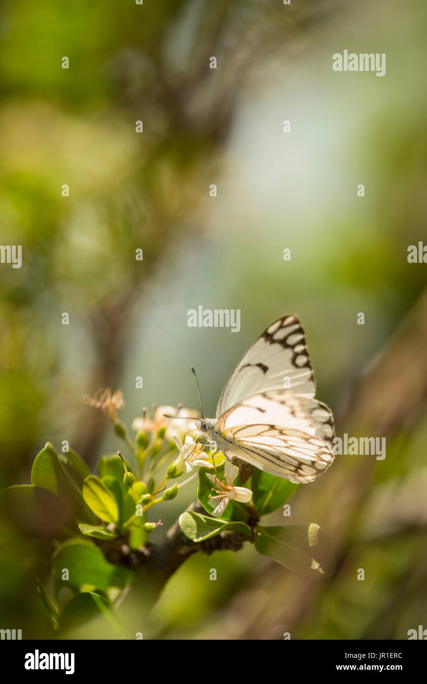 African caper white (Belenois aurota), Mariental, Hardap, Namibie Stock ...