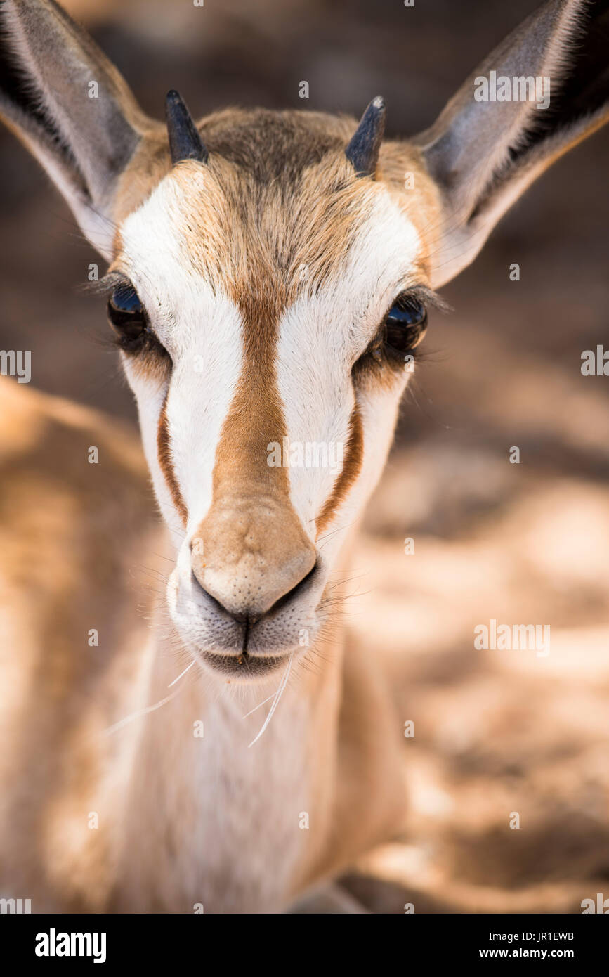 Springbok lying down hi-res stock photography and images - Alamy