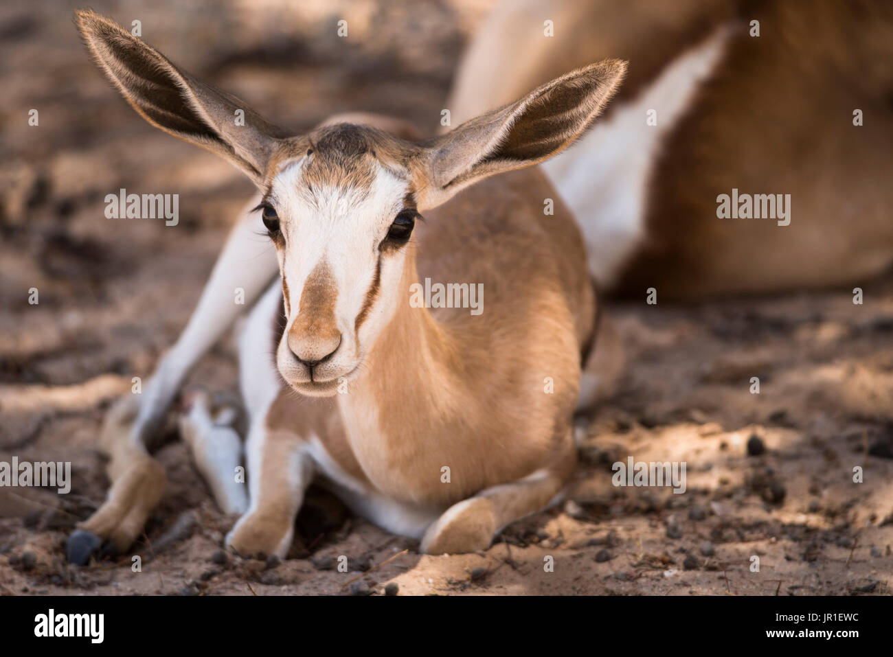 Springbok lying down hi-res stock photography and images - Alamy