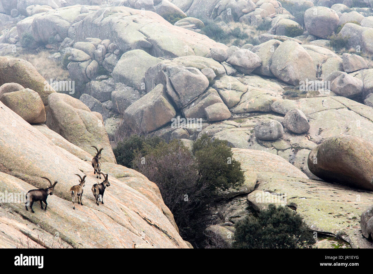 Iberian ibexes hi-res stock photography and images - Alamy
