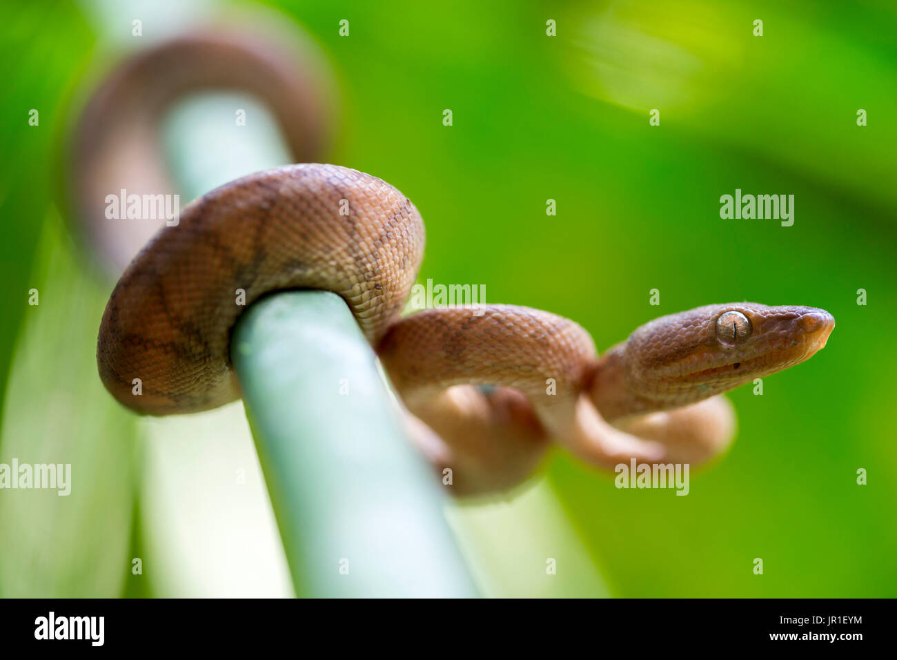 Corallus Annulatus High Resolution Stock Photography and Images - Alamy
