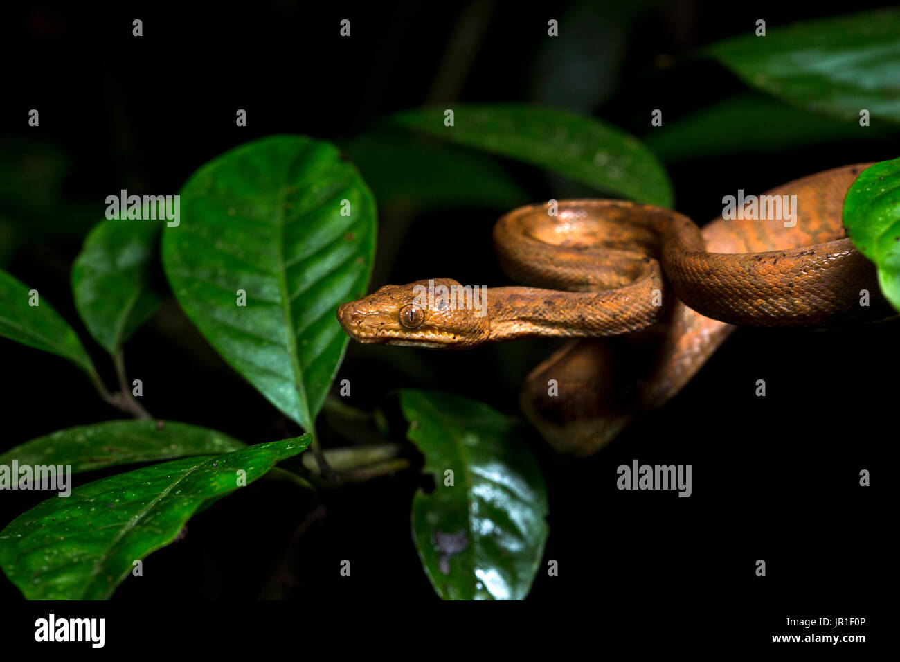Corallus annulatus hi-res stock photography and images - Alamy