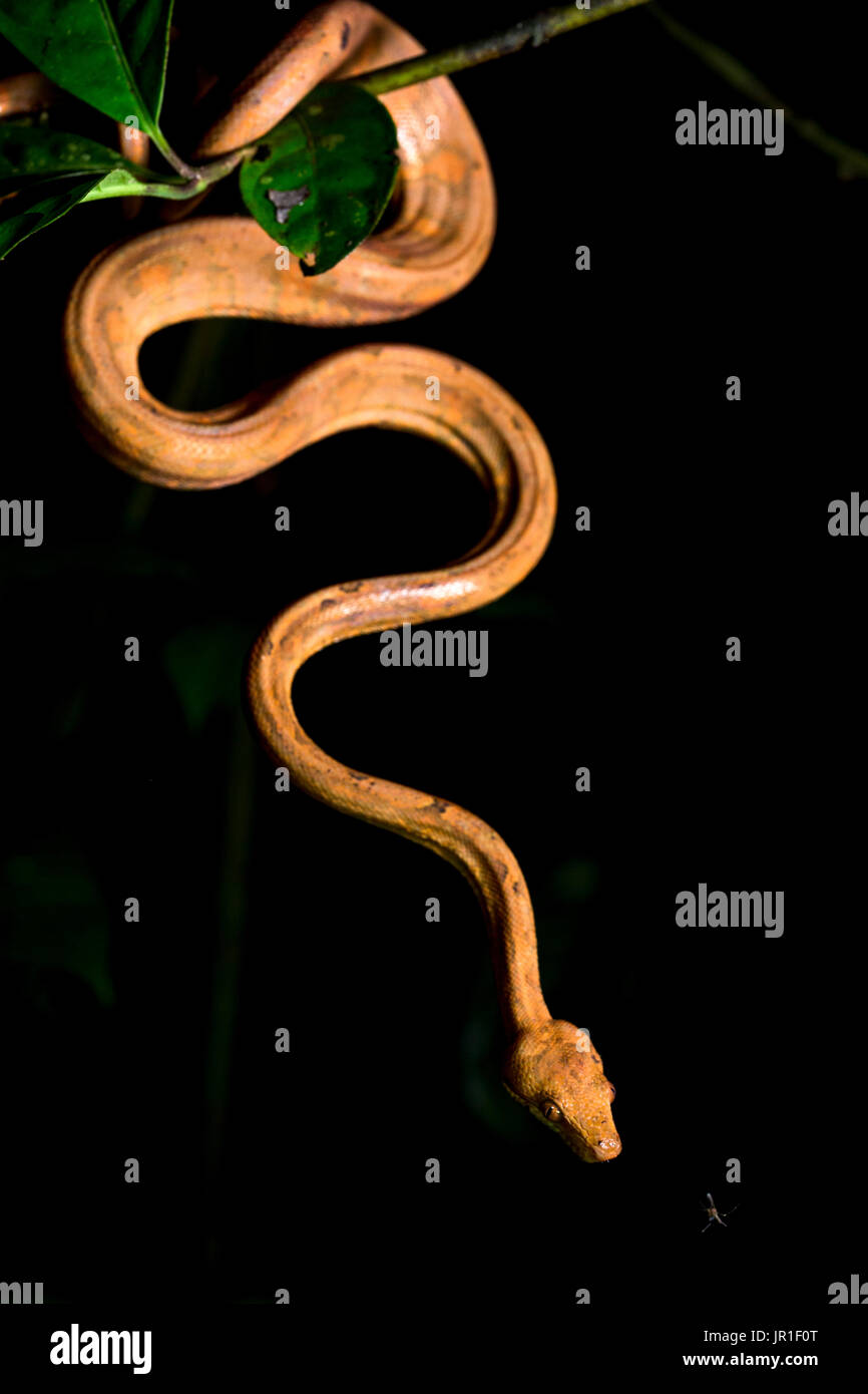 Corallus annulatus hi-res stock photography and images - Alamy
