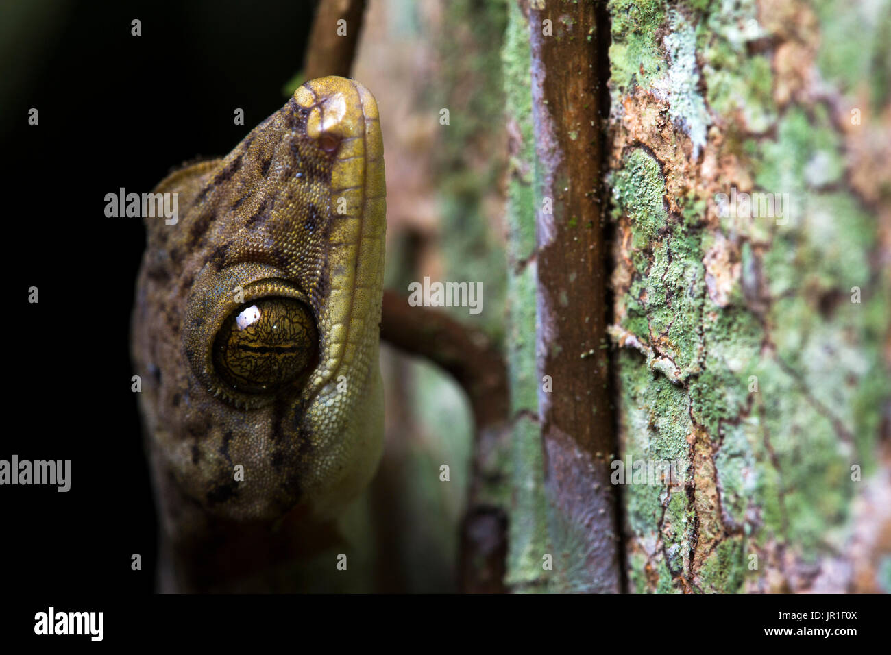 Portrait of Common house gecko (Hemidactylus frenatus) Chocó colombiano ...