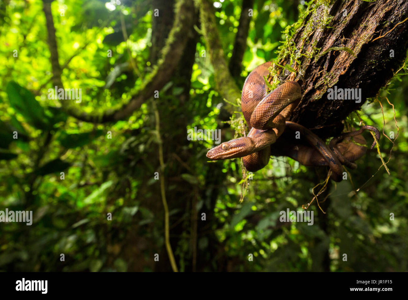 Corallus annulatus hi-res stock photography and images - Alamy