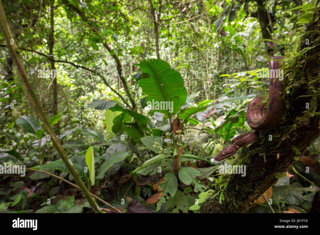 Corallus annulatus hi-res stock photography and images - Alamy