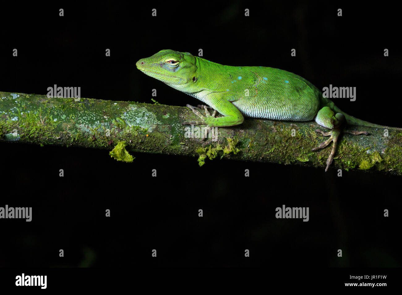 Neotropical Green Anole (Anolis biporcatus) on a branch, Chocó ...