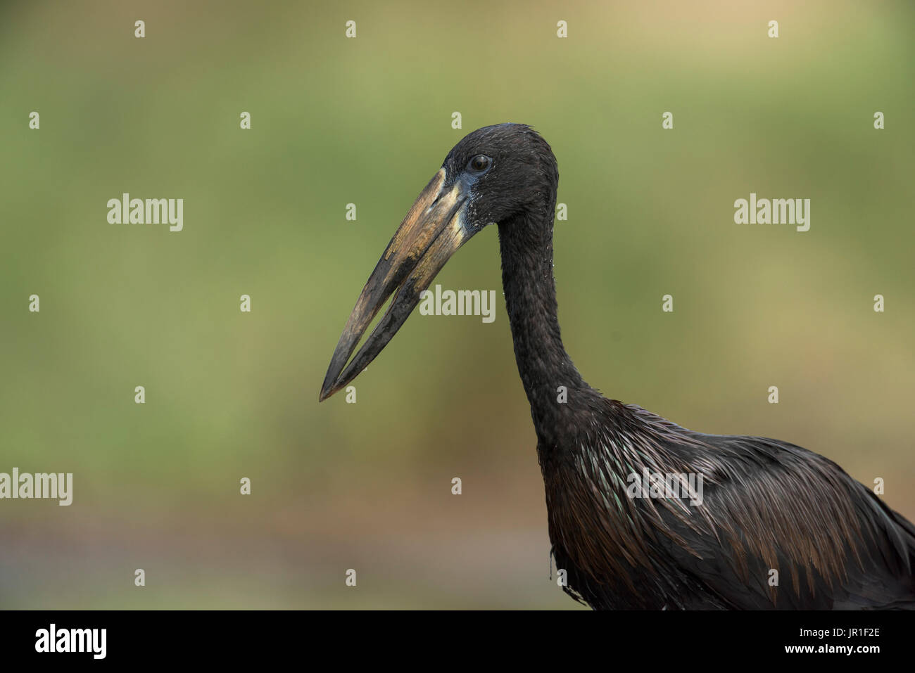 Portrait of African Openbill (Anastomus lamelligerus), Kruger, South ...