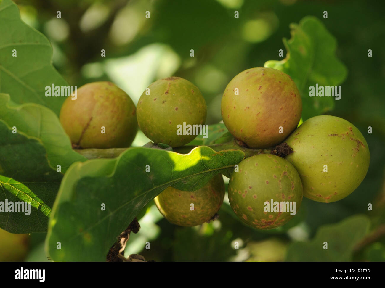 Oak marble galls on the stem of the Pedunculate or Common Oak (Quercus ...