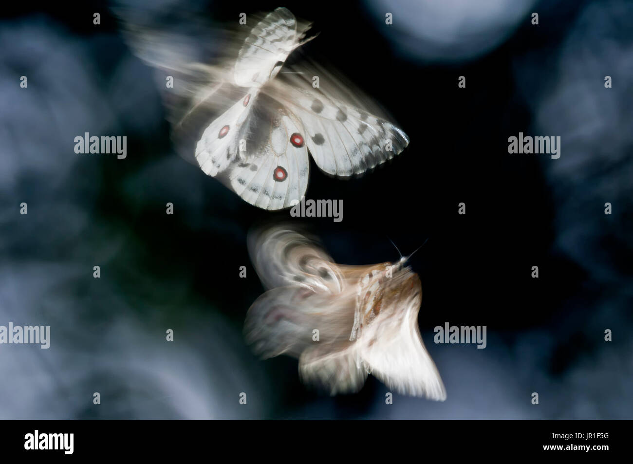 Red apollo image hi-res stock photography and images - Alamy