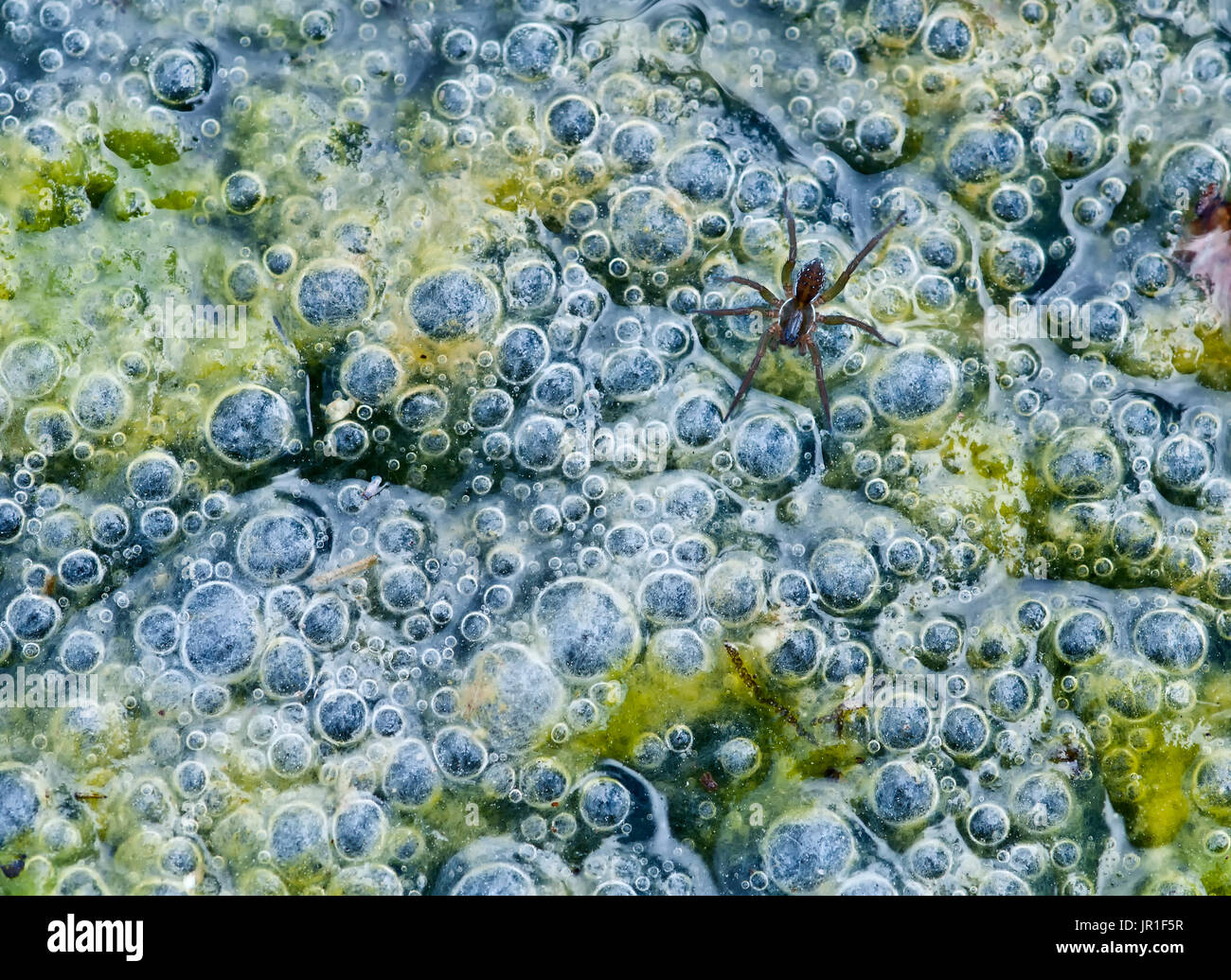 Spider chasing from air bubbles trapped by algae in a small lake ...