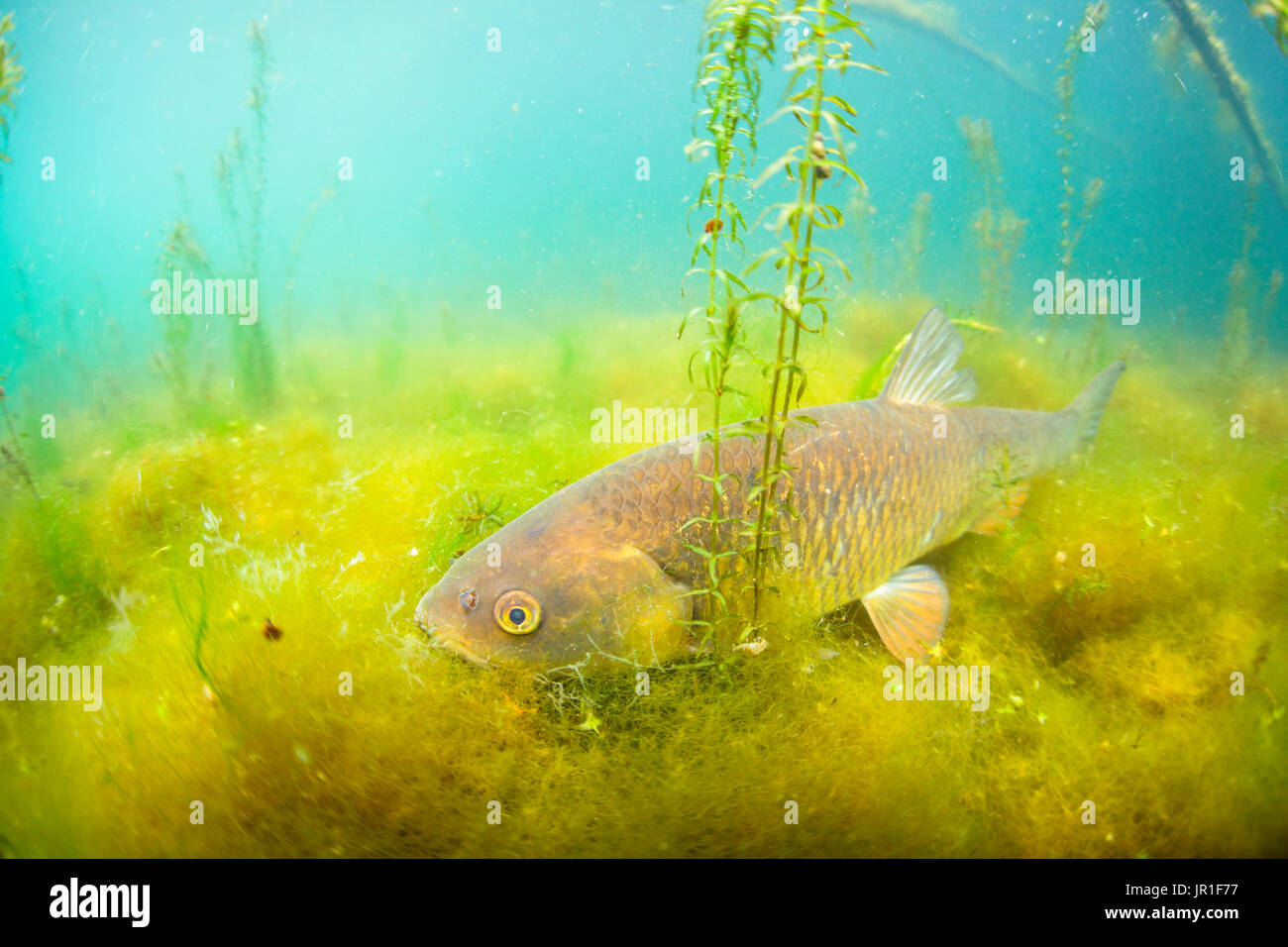 European chub squalius leuciscus cephalus hi-res stock photography and ...
