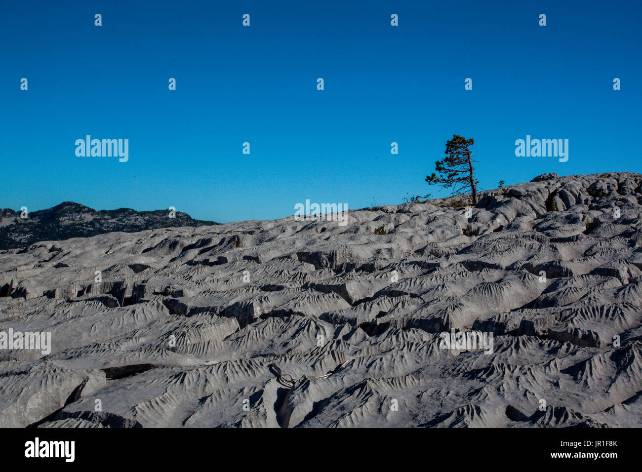 Karstic landscape, Parmelan limestone pavement. France, Haute-Savoie ...