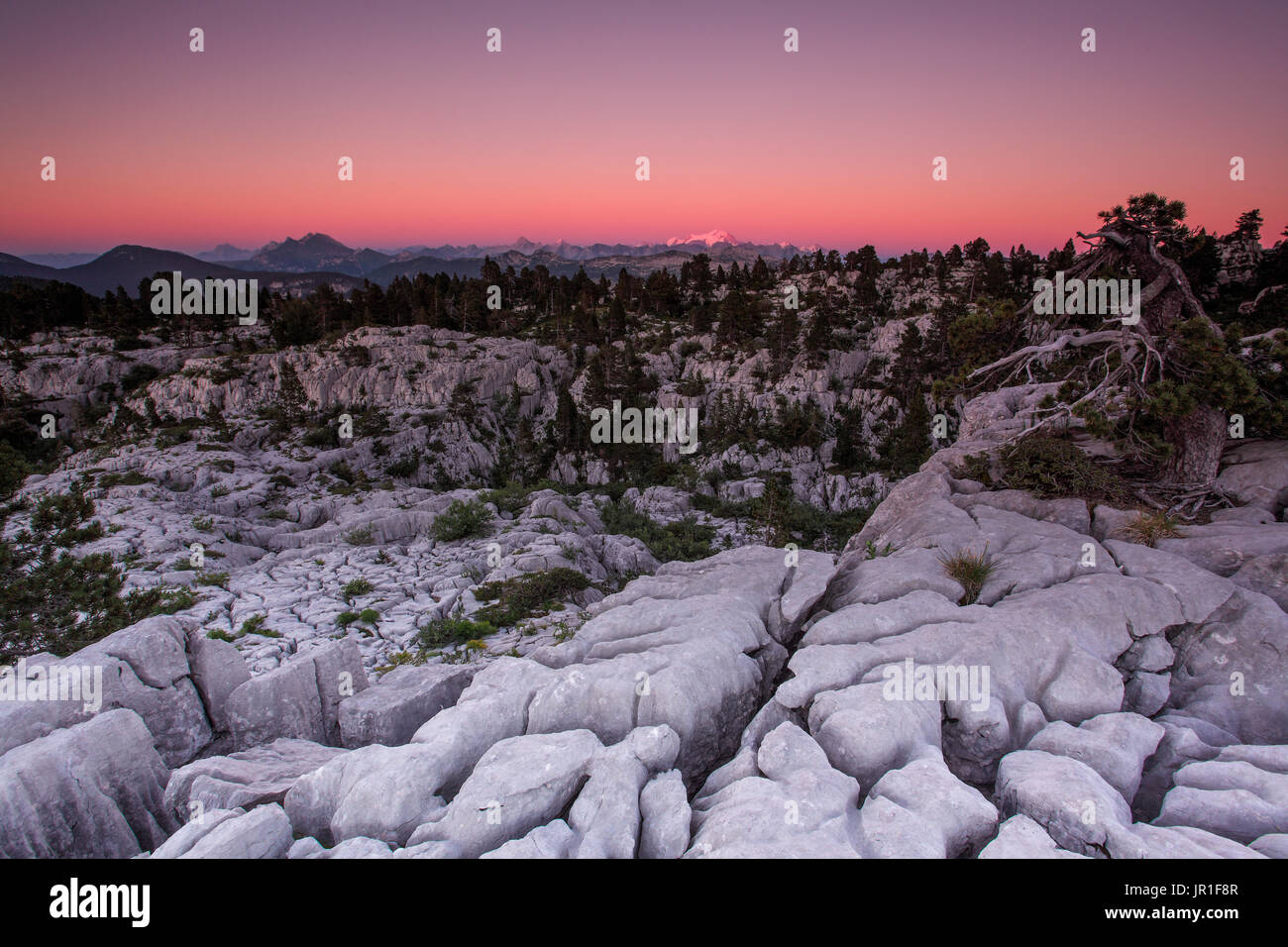 Karstic landscape, Parmelan limestone pavement. France, Haute-Savoie ...