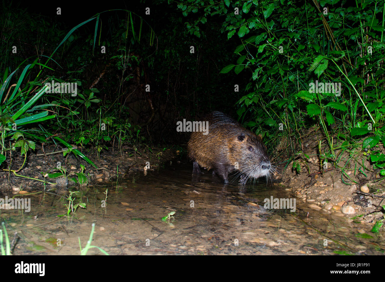 Walking Nutria (Myocastor Coypus), during night. France, Ain (01 Stock ...