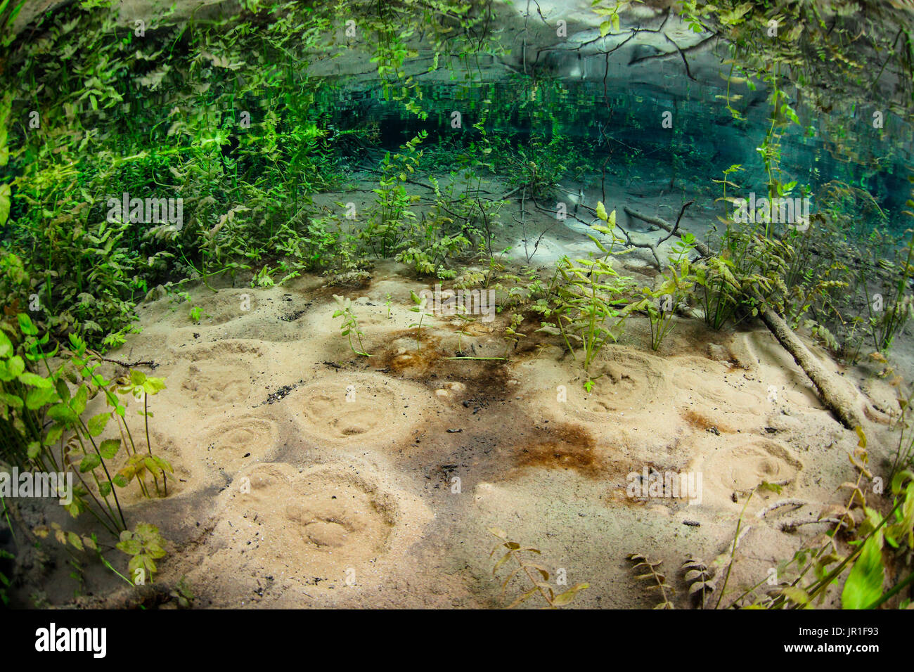 Resurgence of the groundwater in the shape of little "sand volcano" in ...