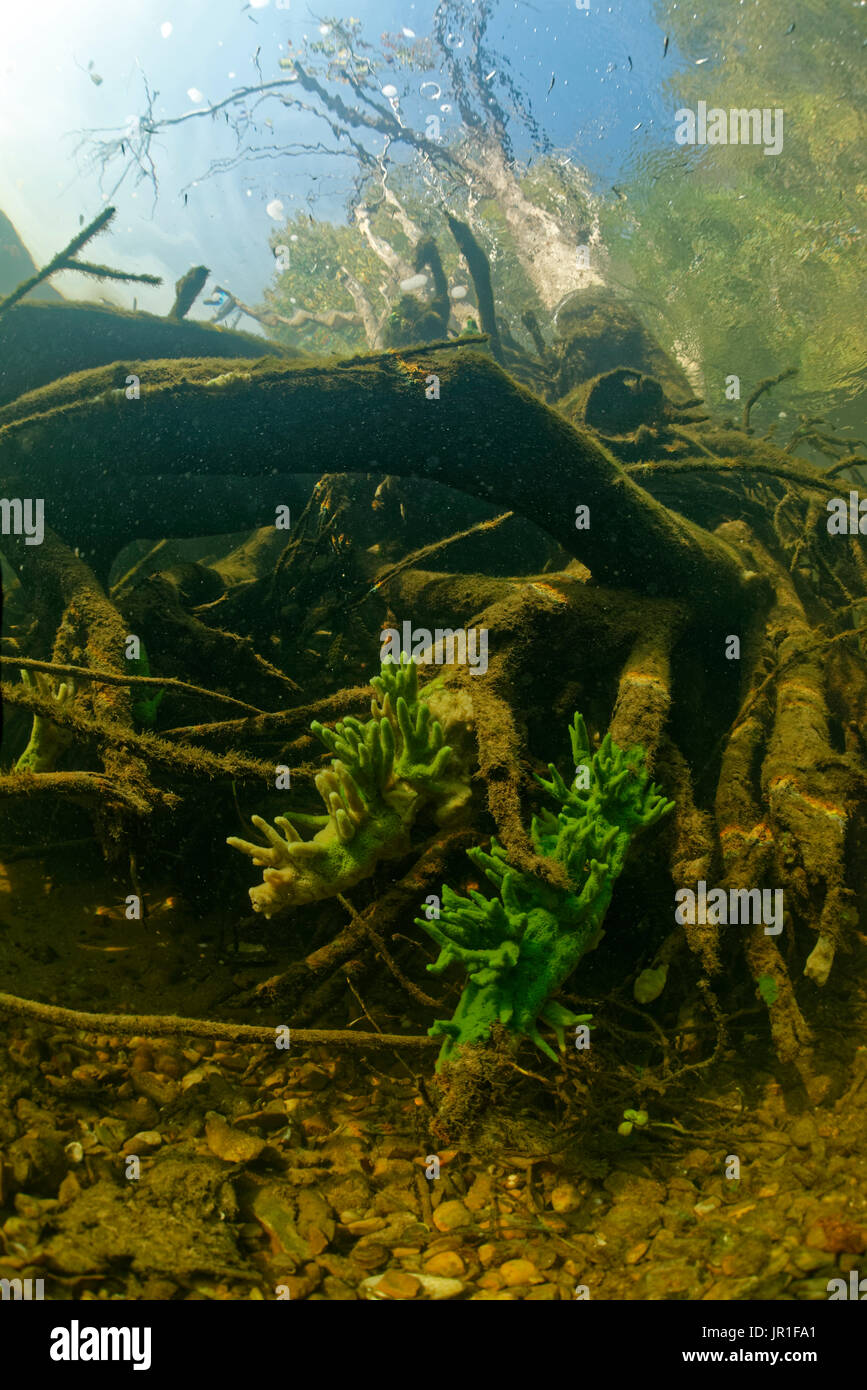 Freshwater sponge (Spongilla lacustris) in a branched form in the river ...